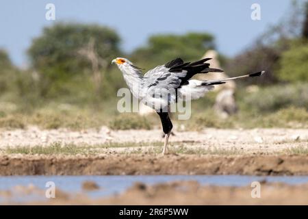 Secretary bird (Sagittarius serpentarius) drinking from a watering hole ...