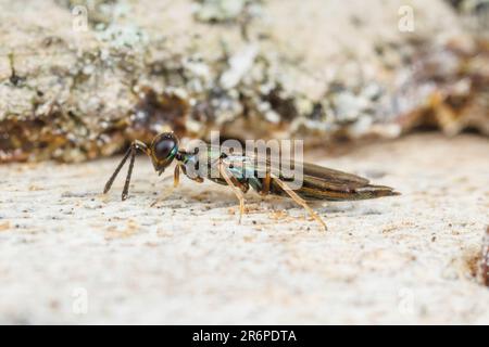 Eupelmid Wasp (Calosota sp.) - Female Stock Photo - Alamy