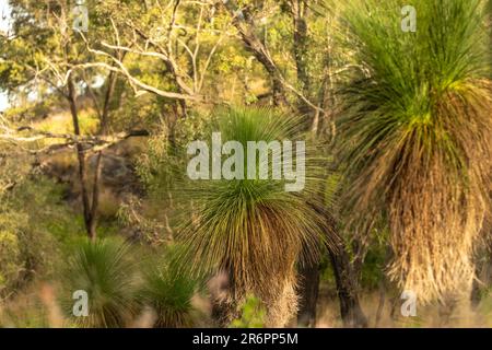 Xanthorrhoea, Balga Grass Plants seen in outback bush area of ...