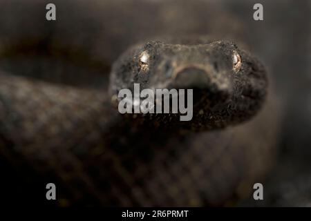 New Guinea boa (Candoia aspera) captive from New Guinea Stock Photo - Alamy