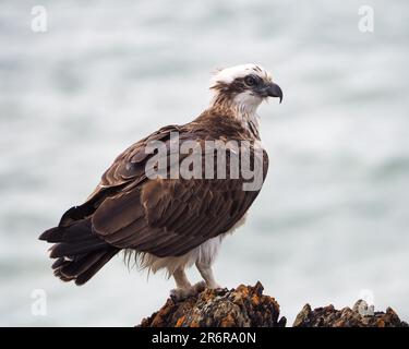White Headed Osprey or Fish Hawk landing on a sign post, Western ...