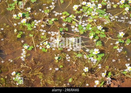 Common water-crowfoot (Rununculus aquatilis) an aquatic growing in a ...