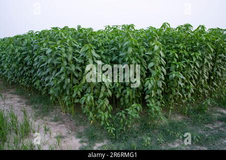 Jute plants growing in a field in the countryside of Bangladesh Stock ...
