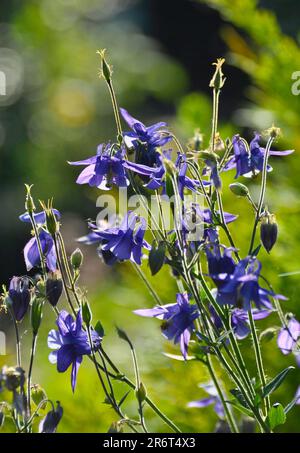 European columbine (Aquilegia vulgaris), wood columbine, blue columbine ...