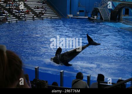 Orca tricks at Sea World, orcas in the air doing tricks Stock Photo - Alamy