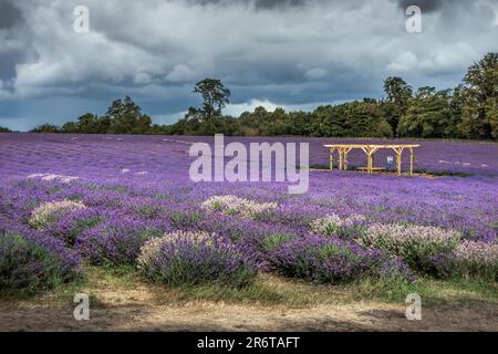 Lavender field in Banstead Surrey Stock Photo - Alamy