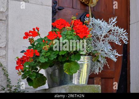 Red geraniums in a box, Pelargonium Stock Photo - Alamy
