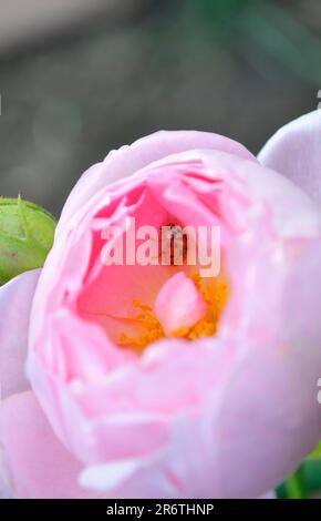 Ladybird in Rose Flower, asian lady beetle (Harmonia axyridis), shrub ...