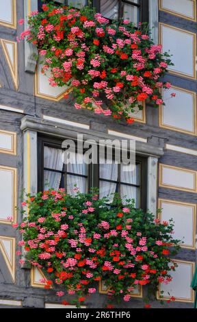 Old town in Besigheim, red hanging geraniums, half-timbered house ...