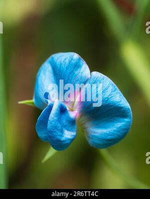 Single flower of the hardy annual blue flowered climbing pea, Lathyrus ...
