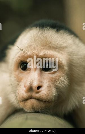 Costa Rican Capuchin monkey: Intelligent and agile, these charismatic ...