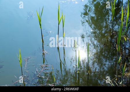 Algae bloom on the river. Water pollution of rivers and lakes by ...