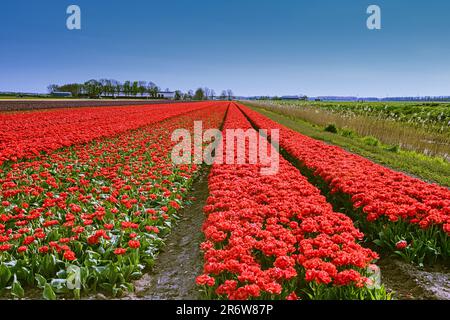 Tulpenfelder bei Zeewolde - Niederlande Stock Photo - Alamy