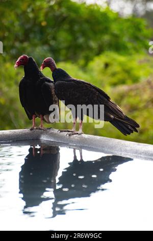 Turkey vultures (cathartes aura) spending time next to a pool cleaning ...