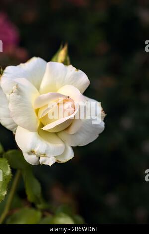 White rose almost in bloom seen up close Stock Photo - Alamy