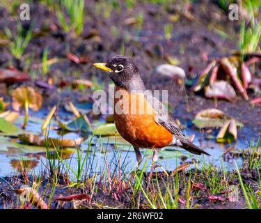 American Robin standing in marsh grass ground and foraging for food in ...