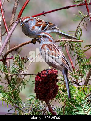 branches of a sumac tree in winter, a sumac tree without foliage during ...