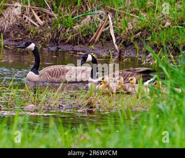 A cute Canadian goose swimming in a lake during the daytime Stock Photo ...