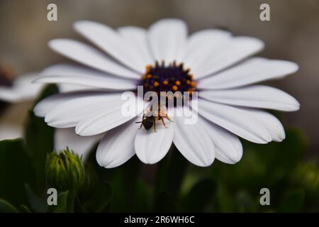 A flower sits in the rain on the Korean War Veterans Memorial, Monday ...
