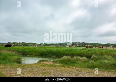 Salthouse Marshes, Beef cattle grave, saltmarsh Stock Photo - Alamy