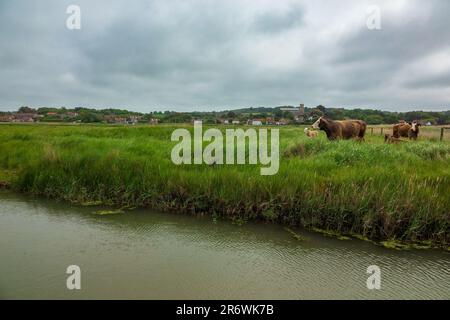 Salthouse Marshes, Beef cattle grave, saltmarsh Stock Photo - Alamy