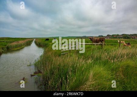 Salthouse Marshes, Beef cattle grave, saltmarsh Stock Photo - Alamy