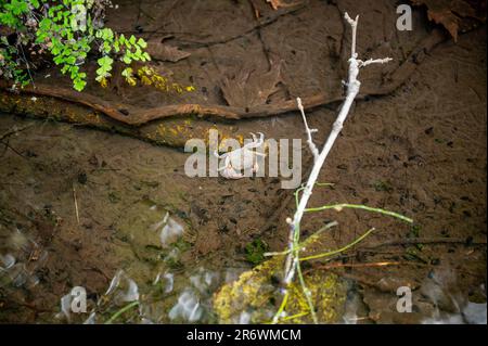 Freshwater crayfish foraging in a mountain stream Stock Photo - Alamy