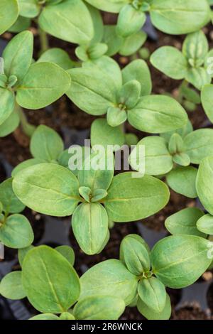 Young Snapdragon flower seedlings in their propagation tray. Cut flower ...