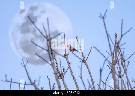 Small red bird known as "prince" Pyrocephalus rubinus perched on dry ...