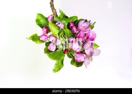 Stacked macro photo of Apple flower bunch with leaves and water ...