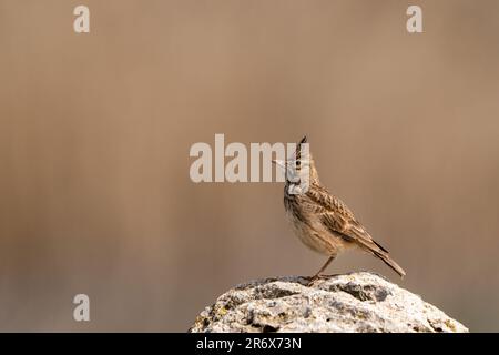 Crested Lark on the Rock. copy space in Turkey Stock Photo - Alamy