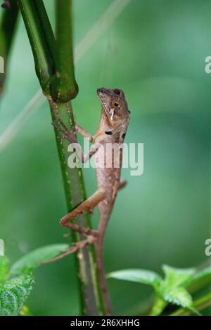 Otocryptis wiegmanni, commonly called Sri Lankan kangaroo lizard, is a ...