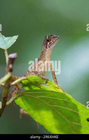 Otocryptis wiegmanni, commonly called Sri Lankan kangaroo lizard, is a ...