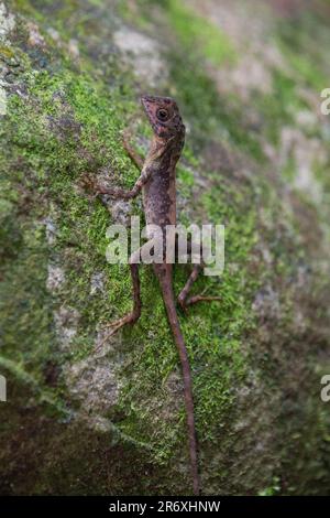 Otocryptis wiegmanni, commonly called Sri Lankan kangaroo lizard, is a ...