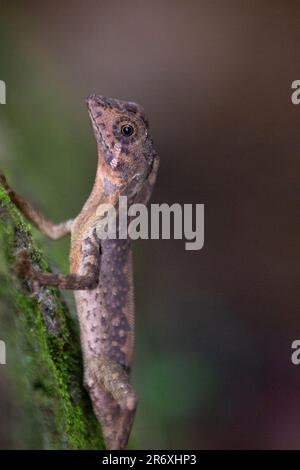 Otocryptis wiegmanni, commonly called Sri Lankan kangaroo lizard, is a ...