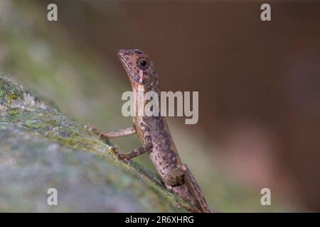 Otocryptis wiegmanni, commonly called Sri Lankan kangaroo lizard, is a ...