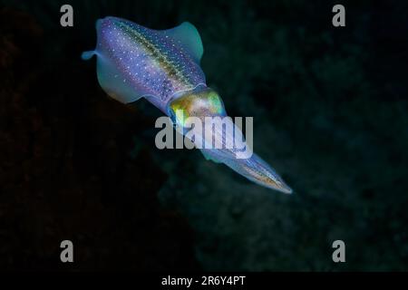 Squid with black background showing vibrant and colorful patterns Stock ...