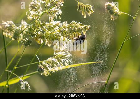 UK weather, insects in West Yorkshire. A warm but cloudy day gave ...