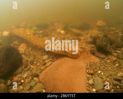 Sea Lamprey on a redd in north wales Stock Photo - Alamy