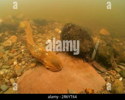 Sea Lamprey on a redd in north wales Stock Photo - Alamy