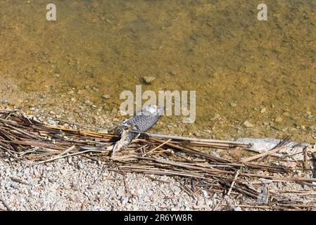 dead fish in Lake Karla due to water shortage, effects of water ...