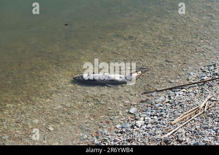 dead fish in Lake Karla due to water shortage, effects of water ...