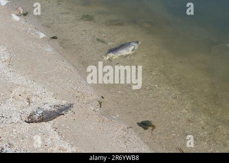 dead fish in Lake Karla due to water shortage, effects of water ...