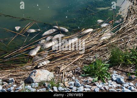 dead fish in Lake Karla due to water shortage, effects of water ...