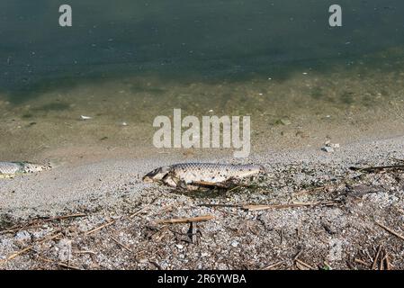 dead fish in Lake Karla due to water shortage, effects of water ...
