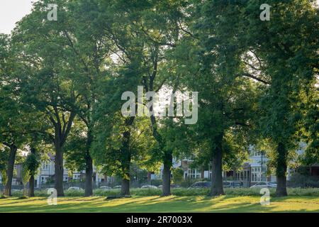 Residential properties and 100 year-old ash trees that border Ruskin ...