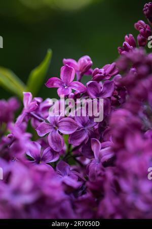 Vibrant purple lilac blooming in the spring garden in may. Springtime ...