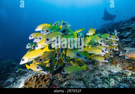 shoal of snapper clustered closely together in the Maldives Stock Photo ...