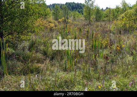 Swampy terrain with plants in summer, features of swamps with different ...