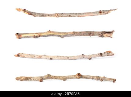 Collage with dry tree twigs on white background Stock Photo - Alamy